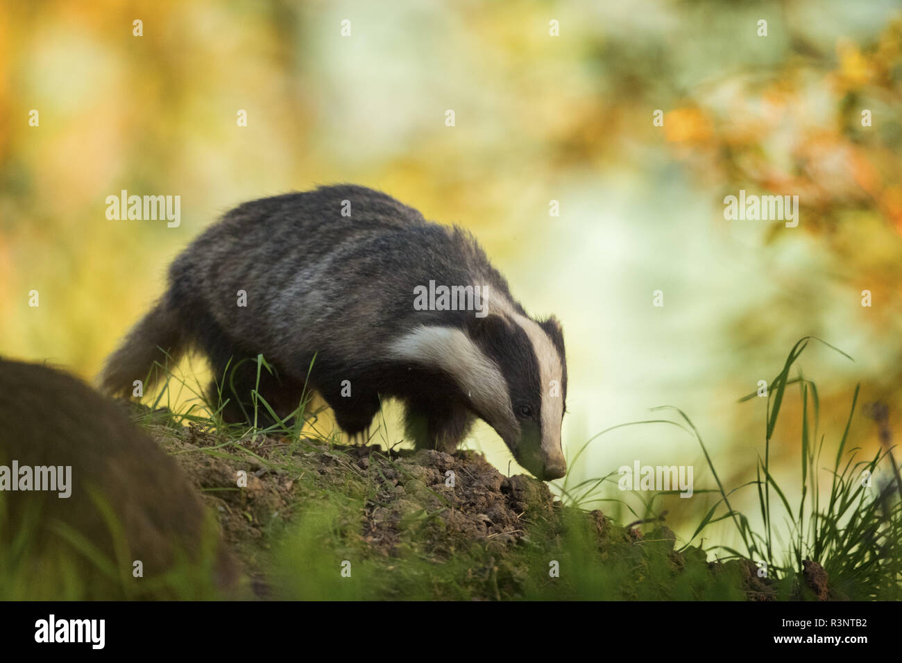A female Badger emerges from her sett in the Peak District National ...
