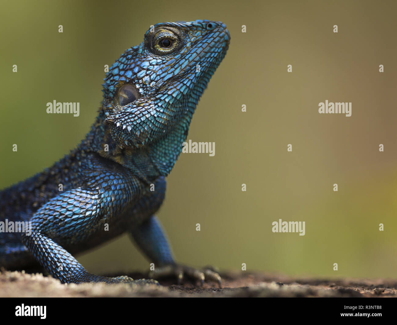 A Southern Rock Agama (Agama atra) displays on a wall in Kampala ...