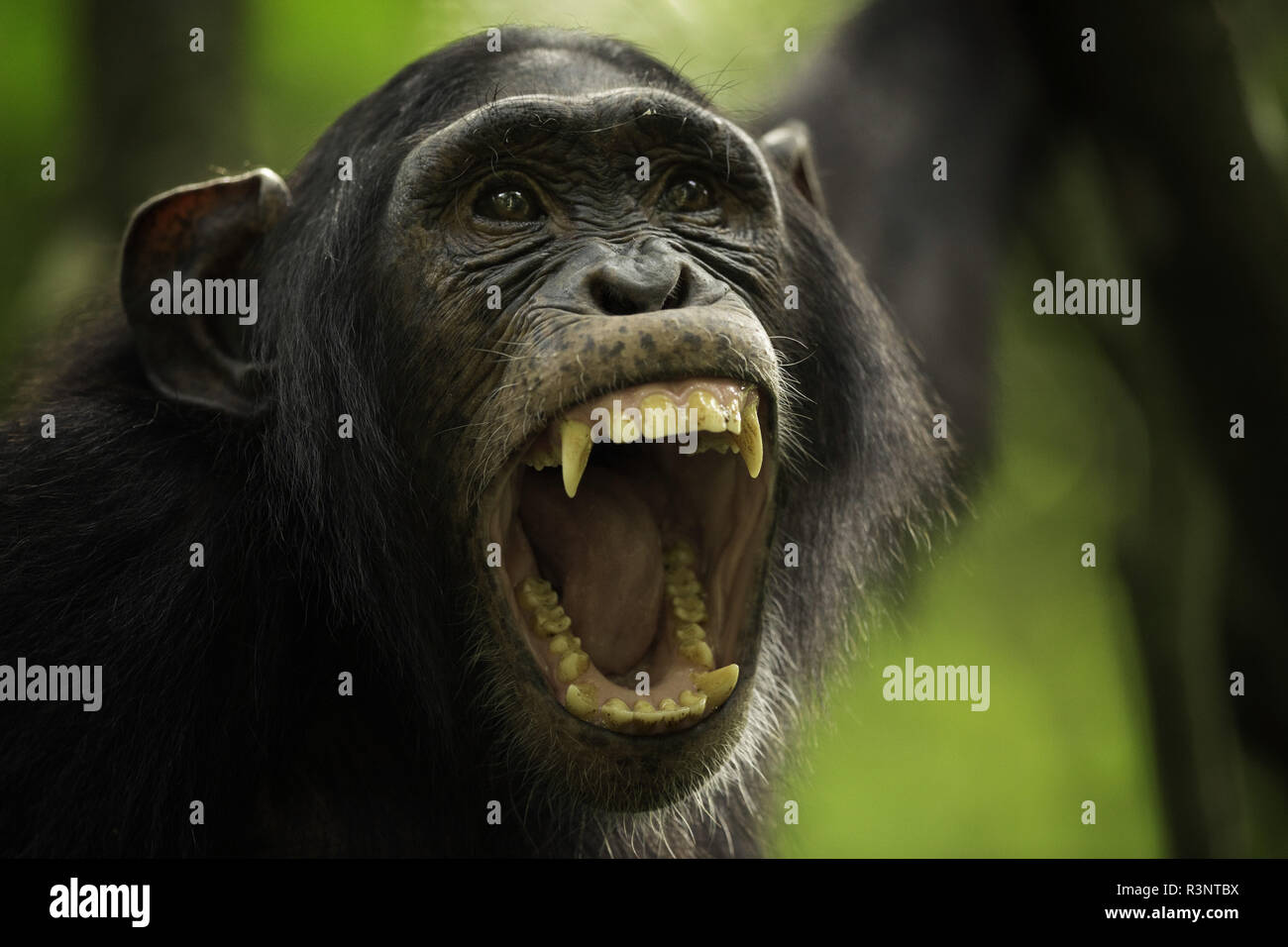 Chimpanzee teeth hi-res stock photography and images - Alamy