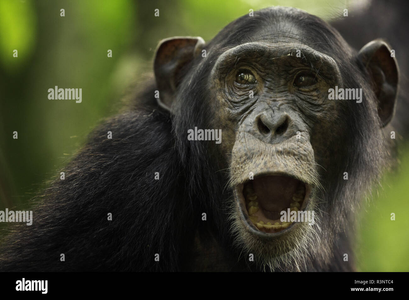An expressive Chimpanzee in the remote rainforests of Africa Stock ...