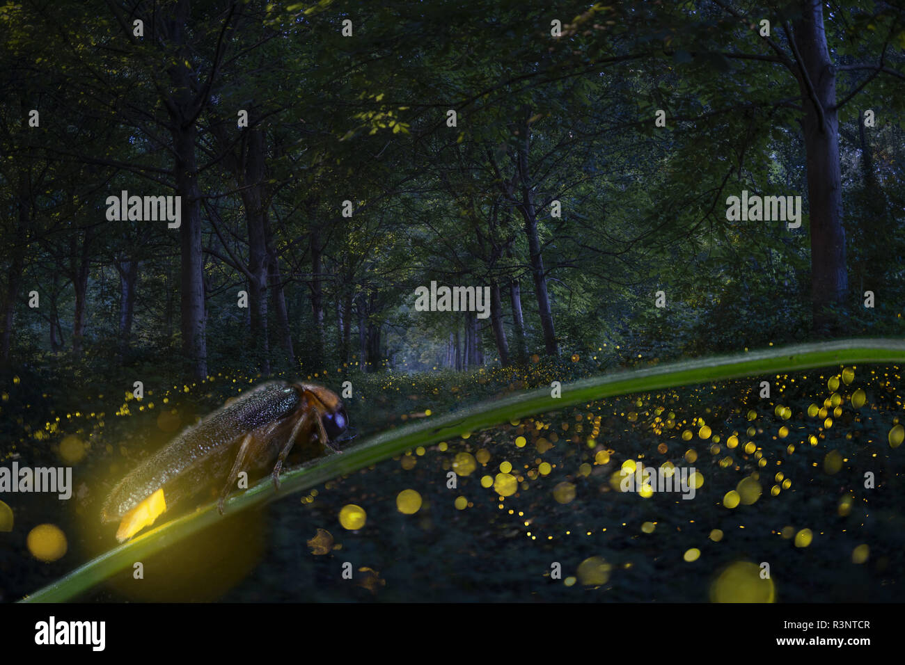 Firefly group in forest, Po River, Italy Stock Photo - Alamy