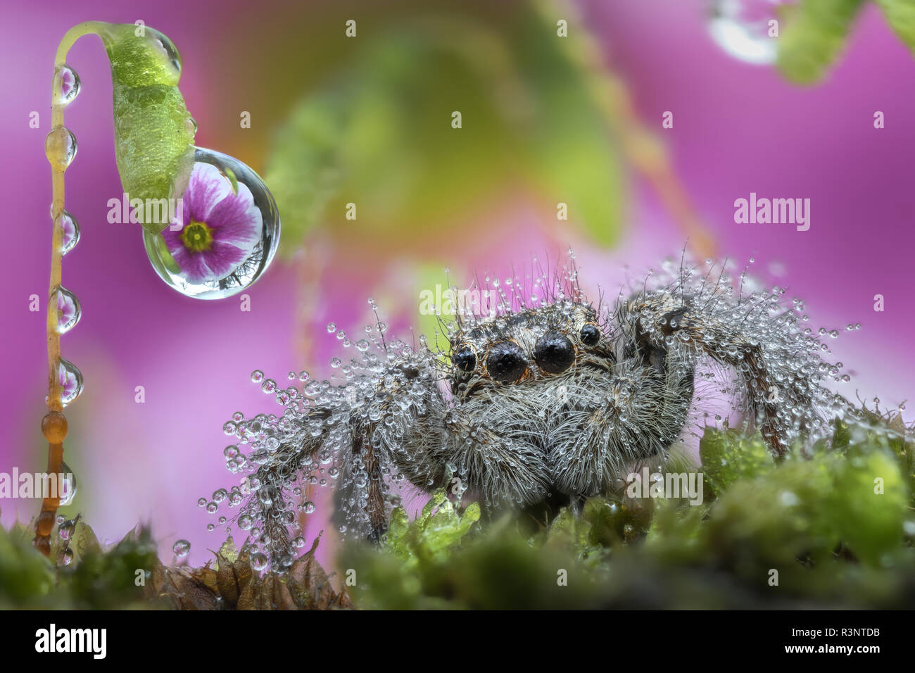 Wet jumping spider under dew Stock Photo - Alamy