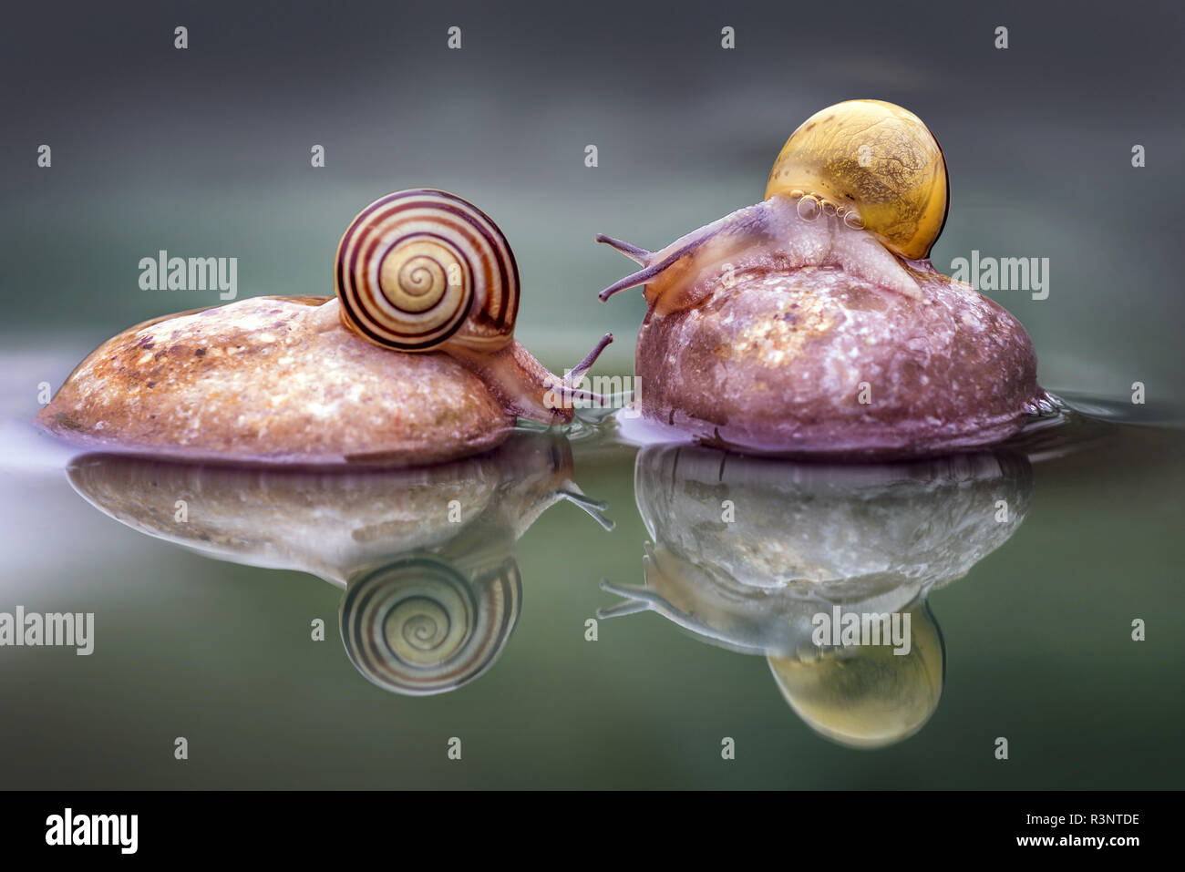 Two little snails on rocks in water, Luzzara, Reggio Emilia Italy Stock ...