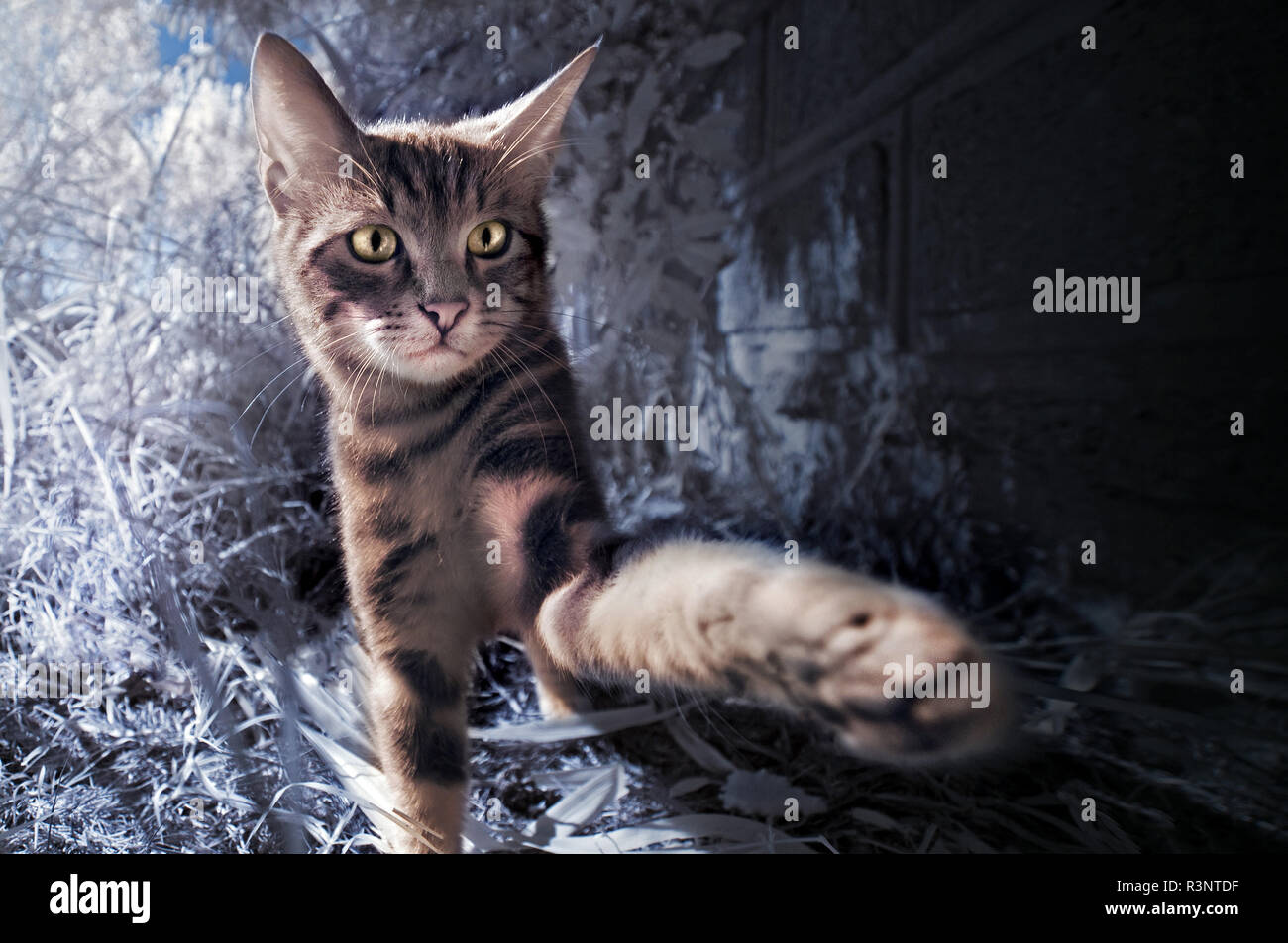 Cat giving a paw Stock Photo - Alamy