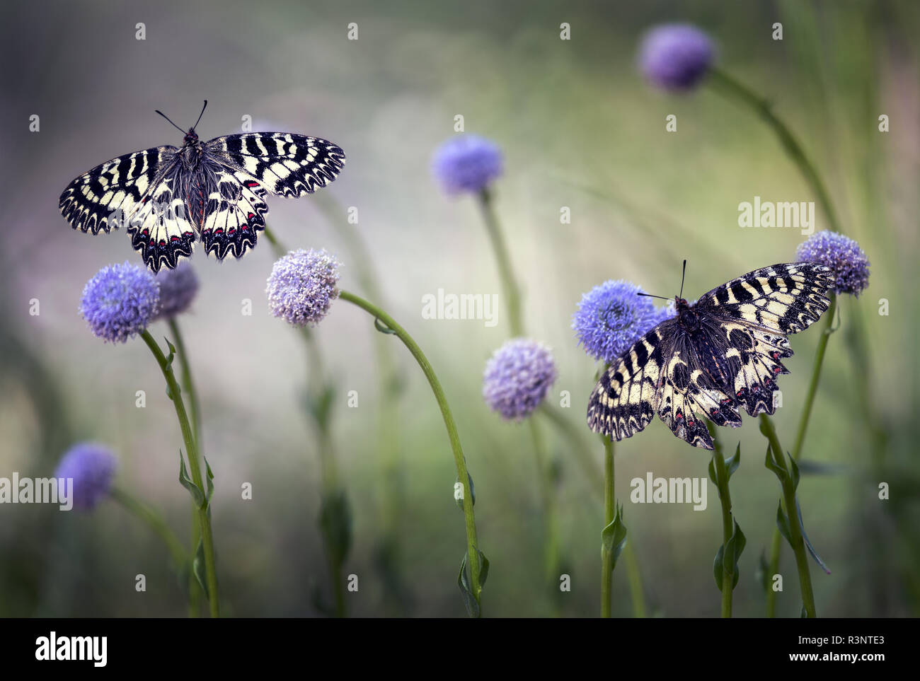 Southern Festoon (Zerynthia polyxena) on flowers, Oppiano, Parma, Italy ...