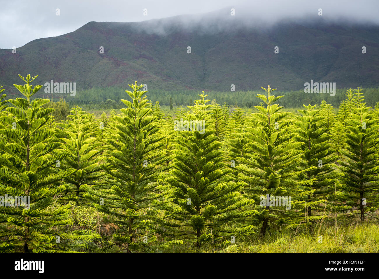 Araucaria cookii hi-res stock photography and images - Alamy