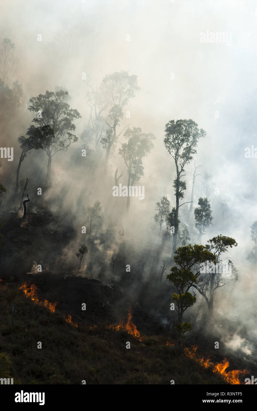 Savanna fire hi-res stock photography and images - Alamy