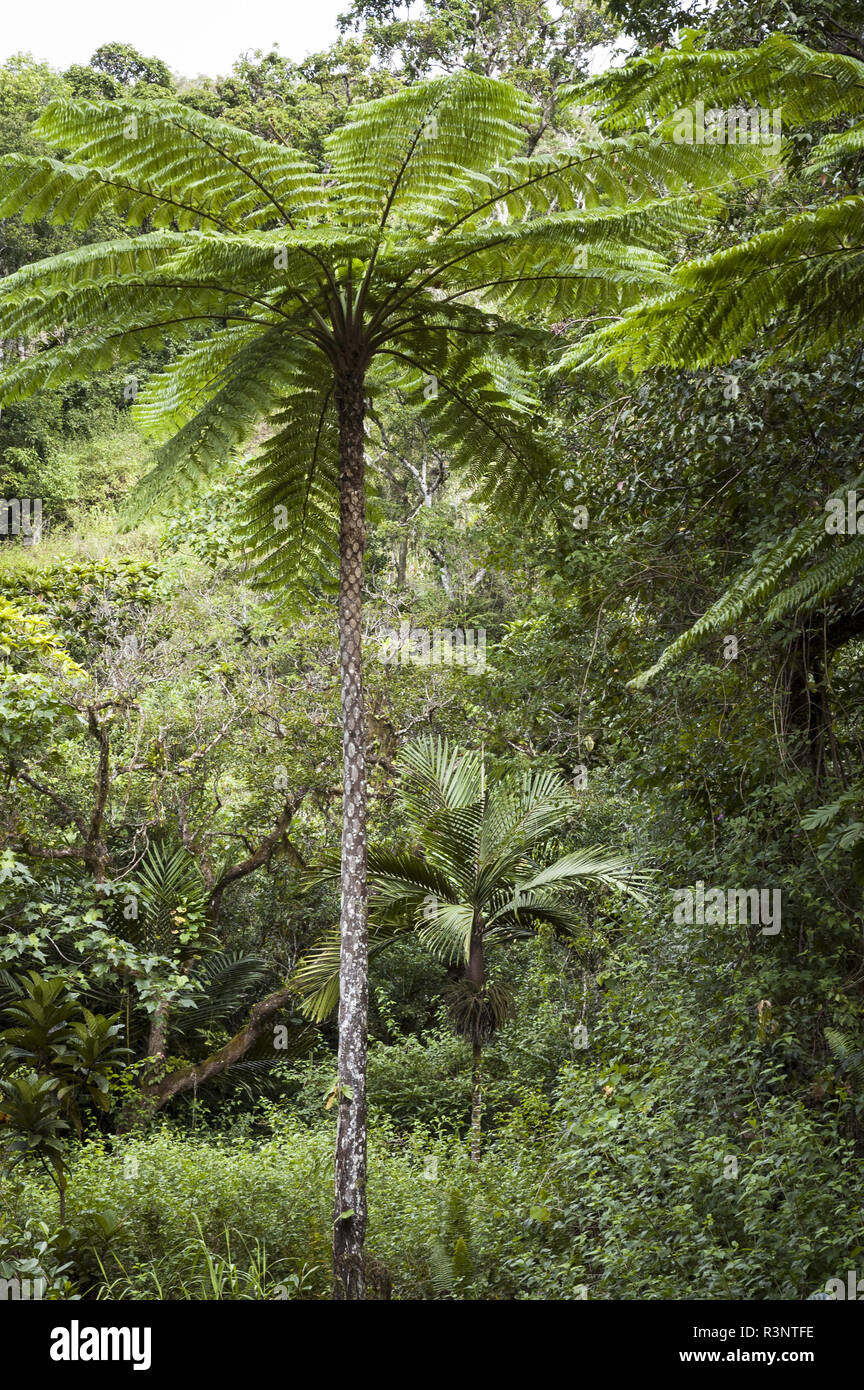 Tree ferns (Cyathea intermedia) in open forest wetland, Tribe of ...