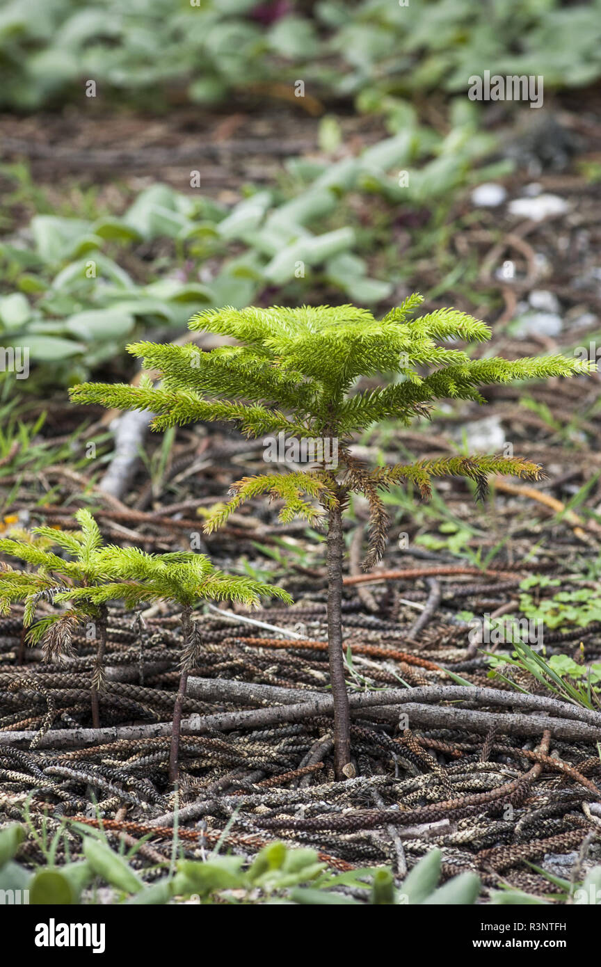 Cook pine seedling (Araucaria columnaris). Forest on limestone. Isle of ...