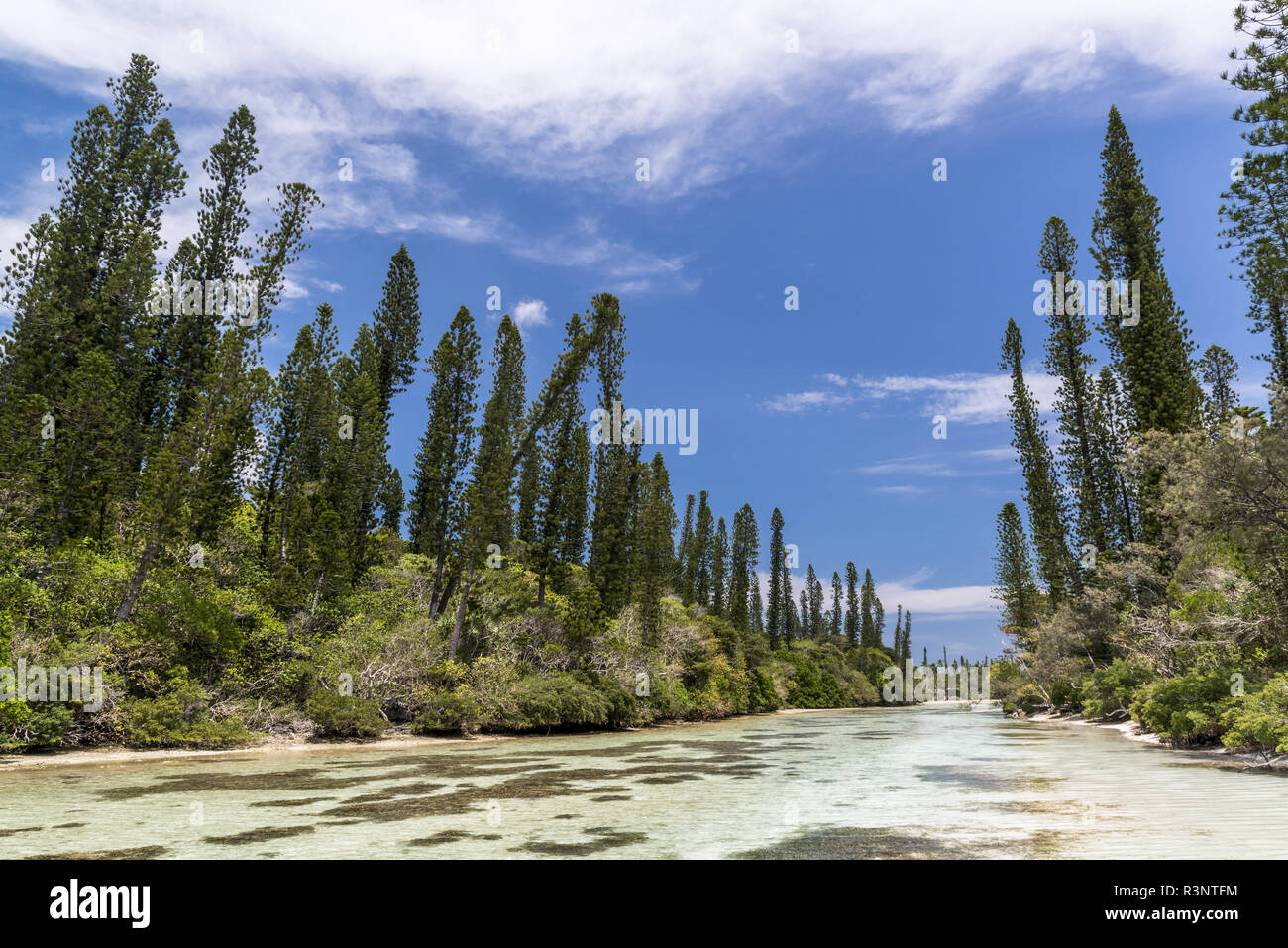 Cook Pine (Araucaria columnaris) Ile des Pins, New Caledonia Stock ...