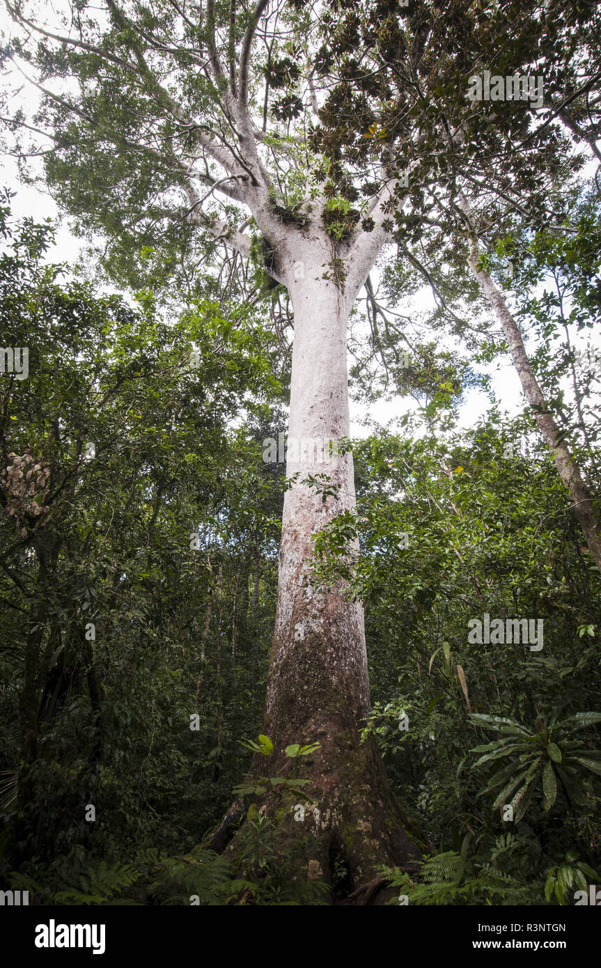 Kauri park hi-res stock photography and images - Alamy