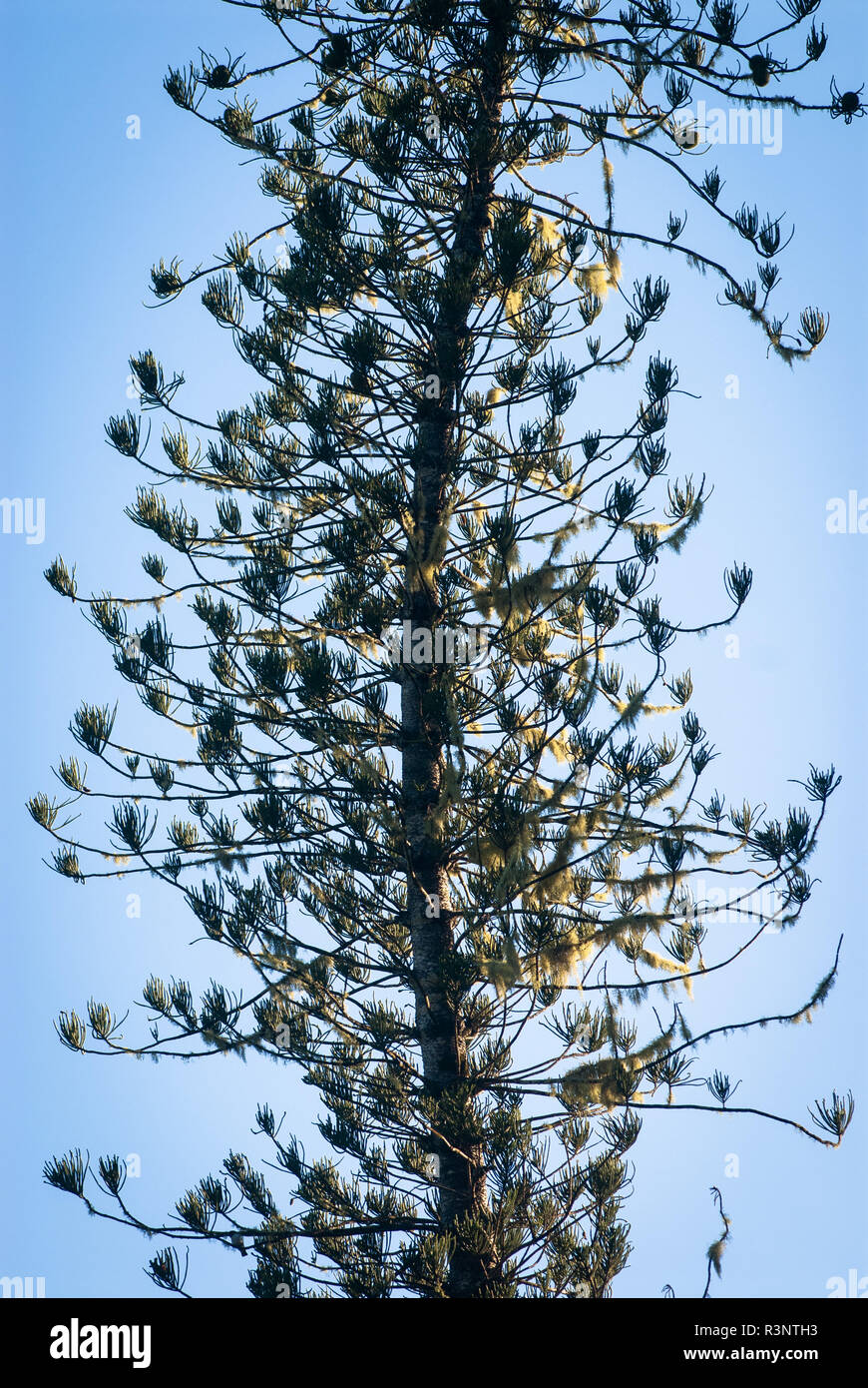 Araucaria columnaris cookii hi-res stock photography and images - Alamy