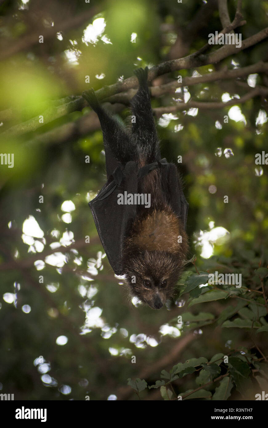 Insular flying fox hi-res stock photography and images - Alamy