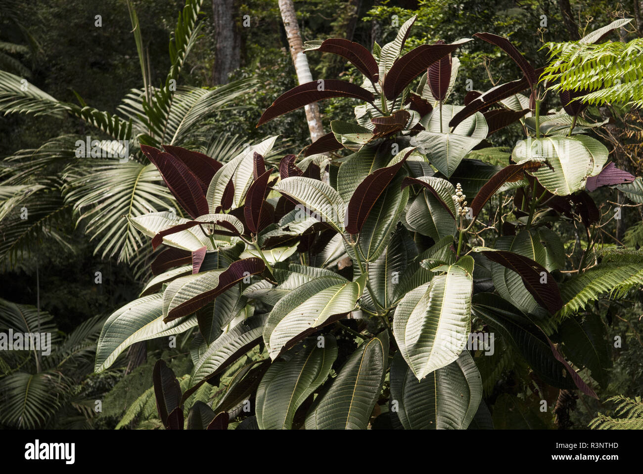 August dore hi-res stock photography and images - Alamy