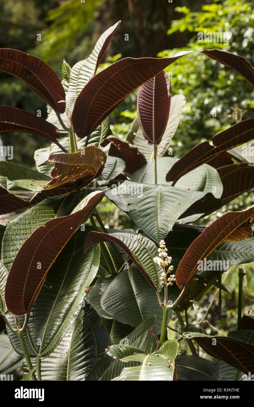 Miconia tree hi-res stock photography and images - Alamy