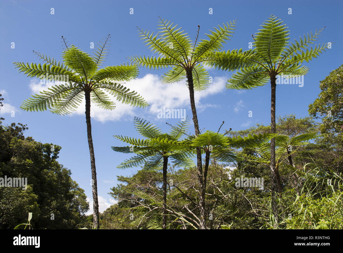 Cyatheaceae rainforest hi-res stock photography and images - Alamy
