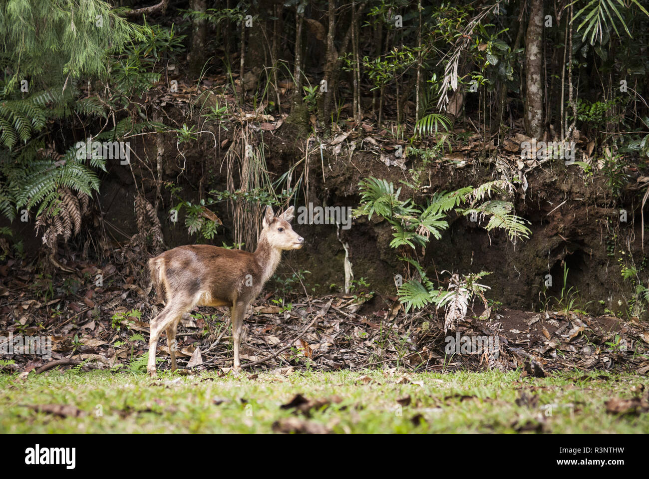 Young Timor Deer (Cervus timorensis) in a rain forest, Blue River ...