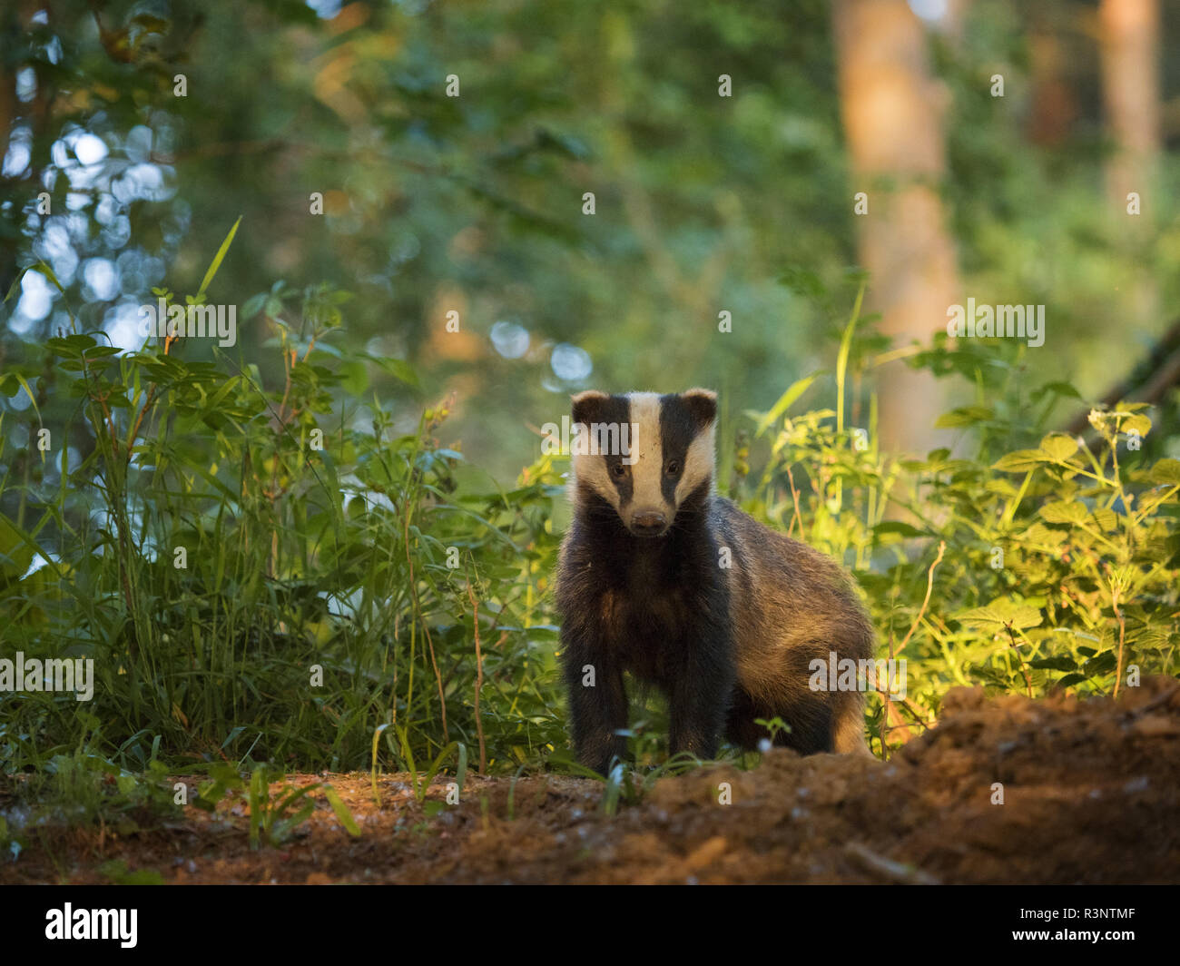 A yearling Badger Cub (Meles meles) emerges from his sett in the Peak ...