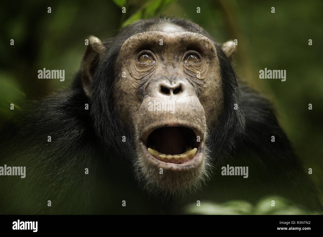 Expressive Chimpanzee (Pan troglodytes) in the rainforests of Africa ...