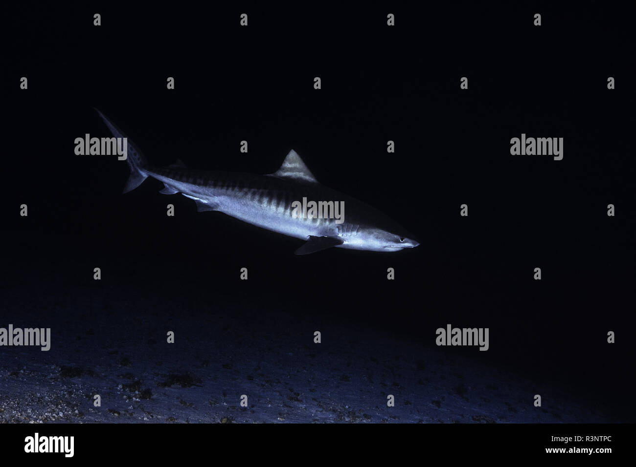 Tiger shark (Galeocerdo cuvier) by 114 m of bottom. A beautiful meeting ...