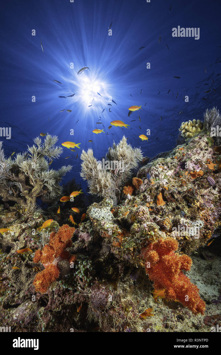 Reefscape hi-res stock photography and images - Alamy