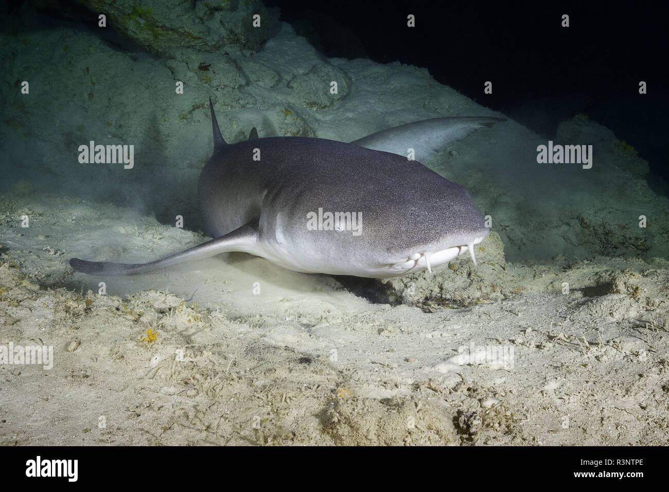 Nurse shark (Ginglymostoma cirratum) at the entrance of the cave ...
