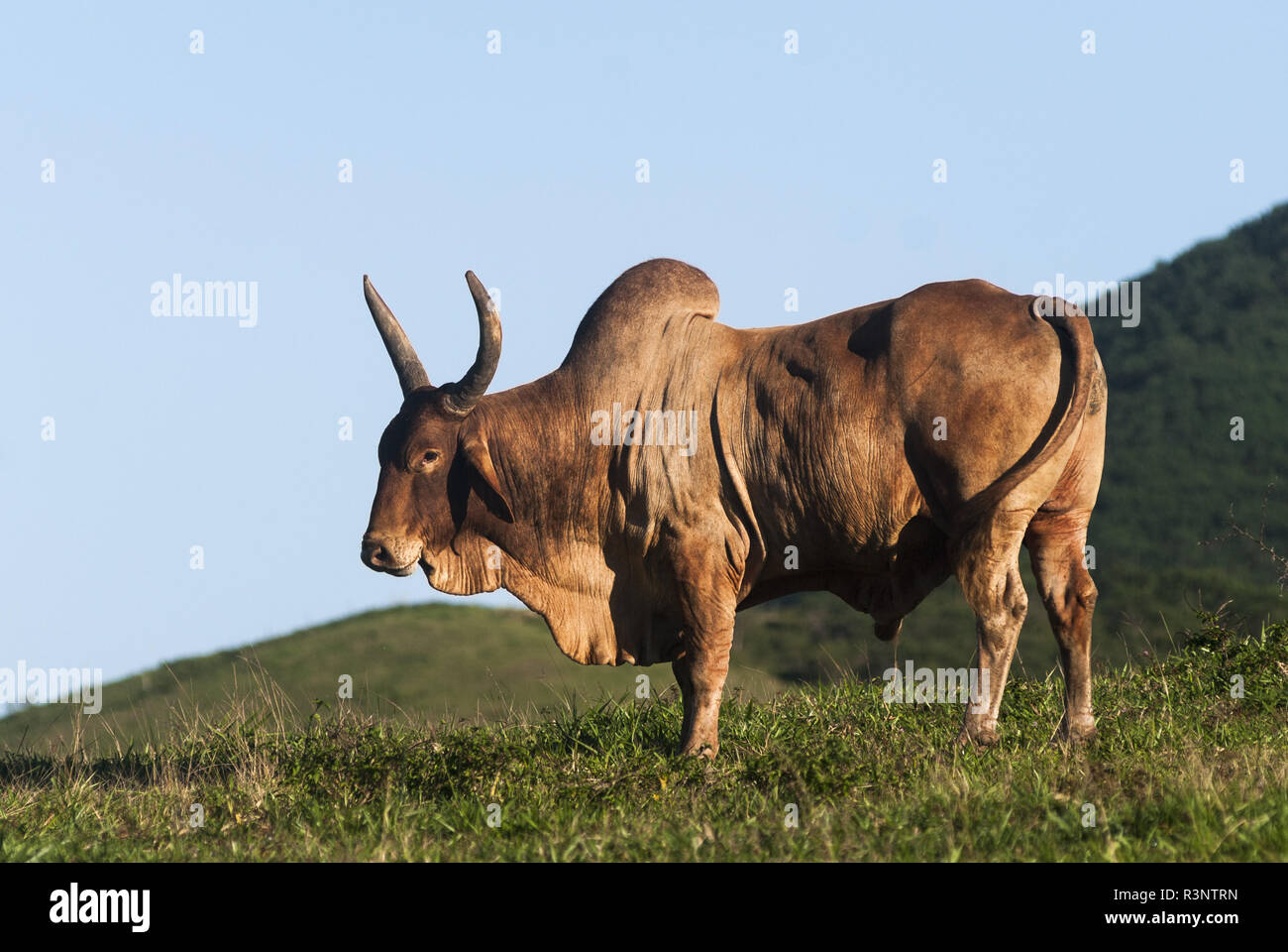 Zebu (Bos taurus domesticus) male of Brahmane breed, New Caledonia ...