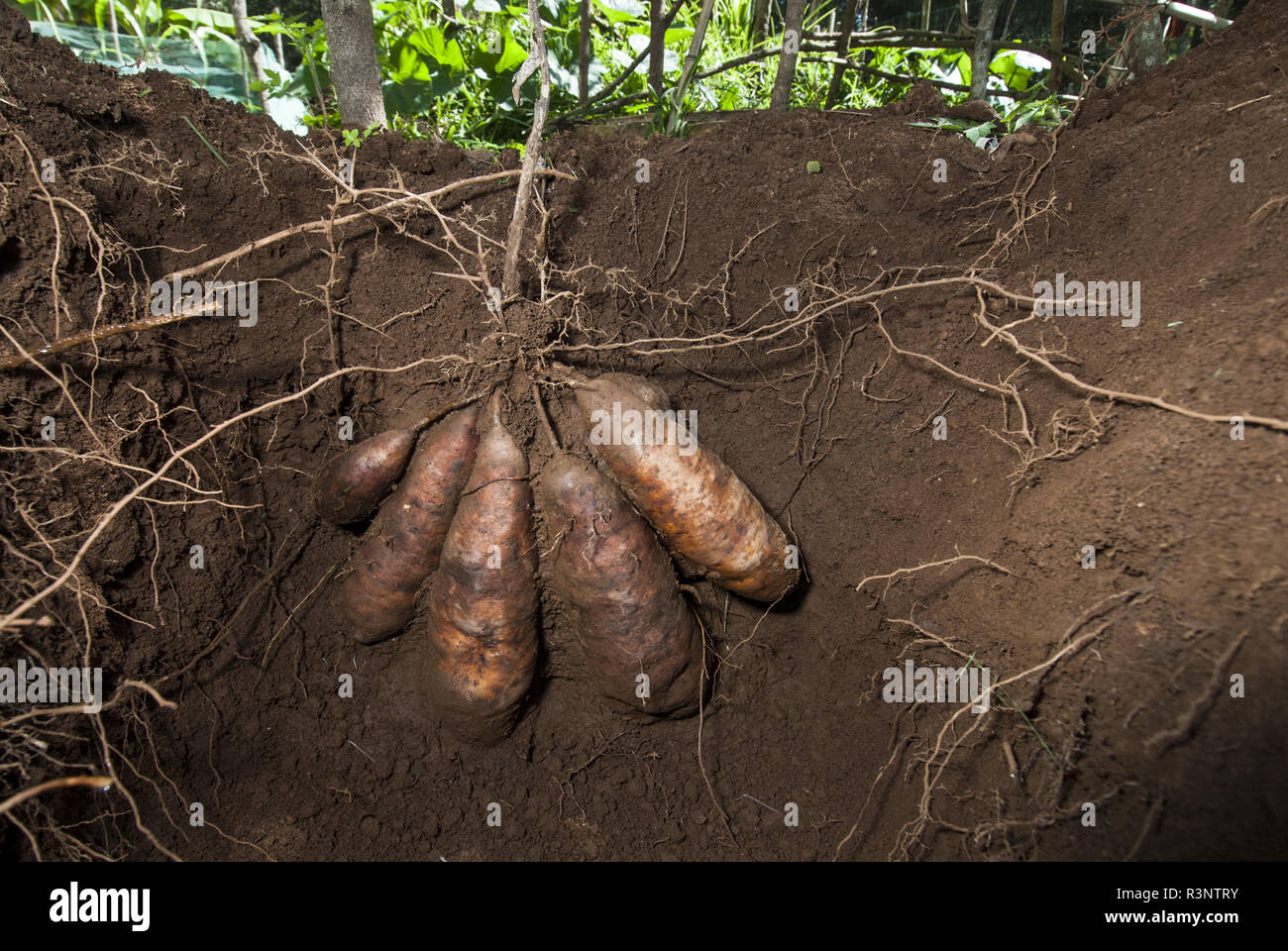 Yam