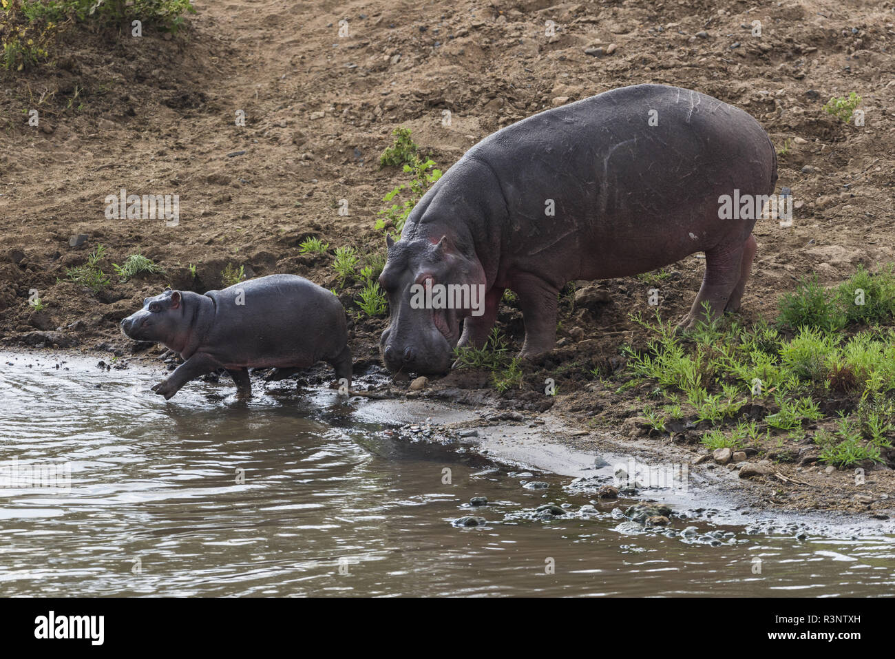 Female hippo hi-res stock photography and images - Alamy