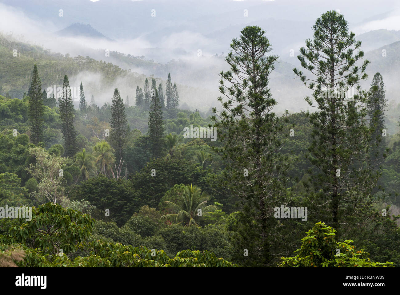 Endemic cook pines hi-res stock photography and images - Alamy