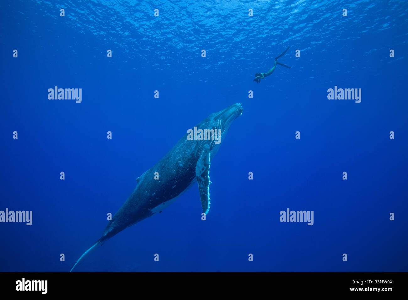 Austral rurutu hi-res stock photography and images - Alamy