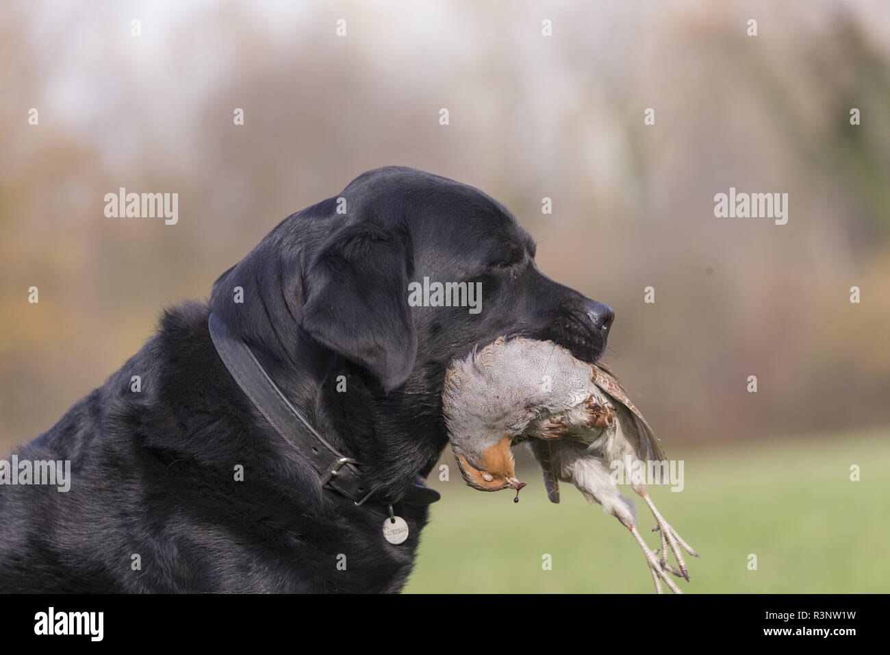 Labrador male with a grey partridge (Perdix perdix), Bas Rhin, France ...