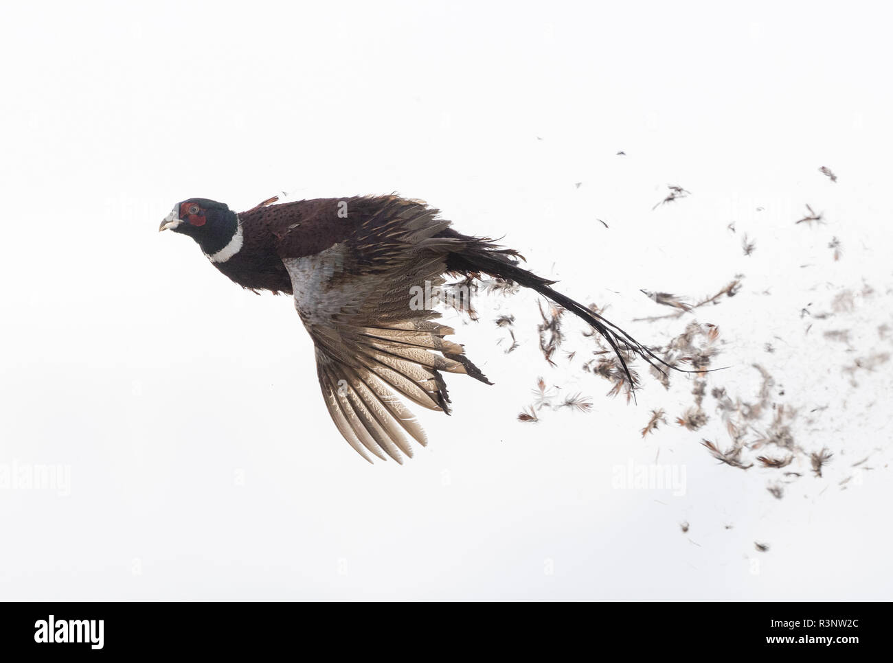 Common Pheasant (Phasianus colchicus), male in flight, killed by a ...