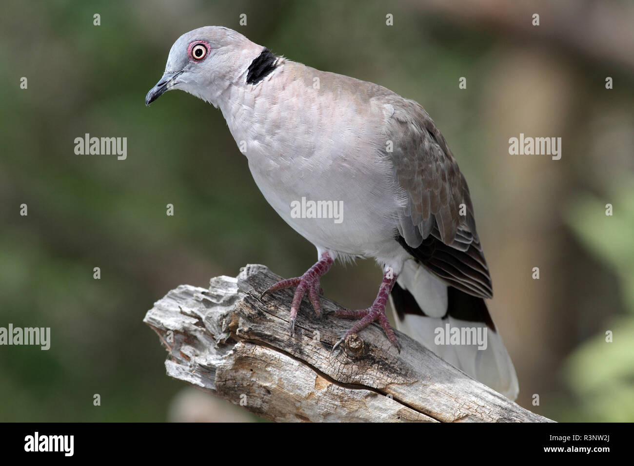 Mourning Collared-Dove (Streptopelia decipiens) on a branch, Lake ...
