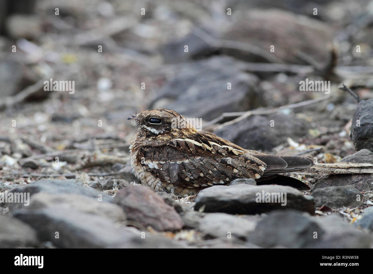 Slender-tailed Nightjar (Caprimulgus clarus) on ground, Lake Baringo ...
