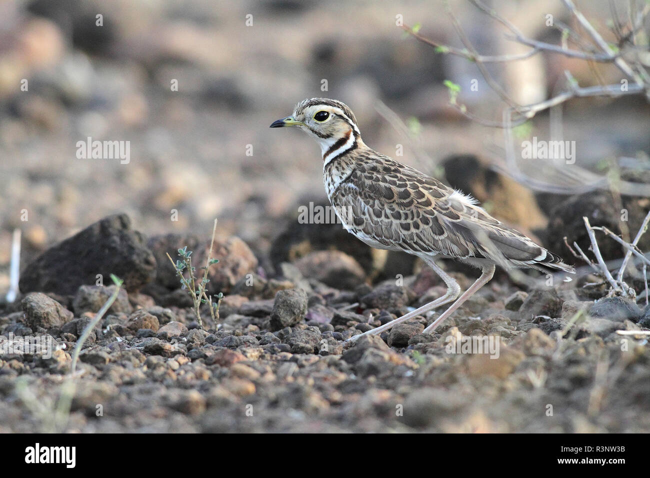 Rhinoptilus Cinctus High Resolution Stock Photography and Images - Alamy