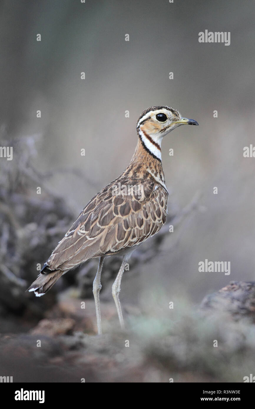 Rhinoptilus cinctus hi-res stock photography and images - Alamy