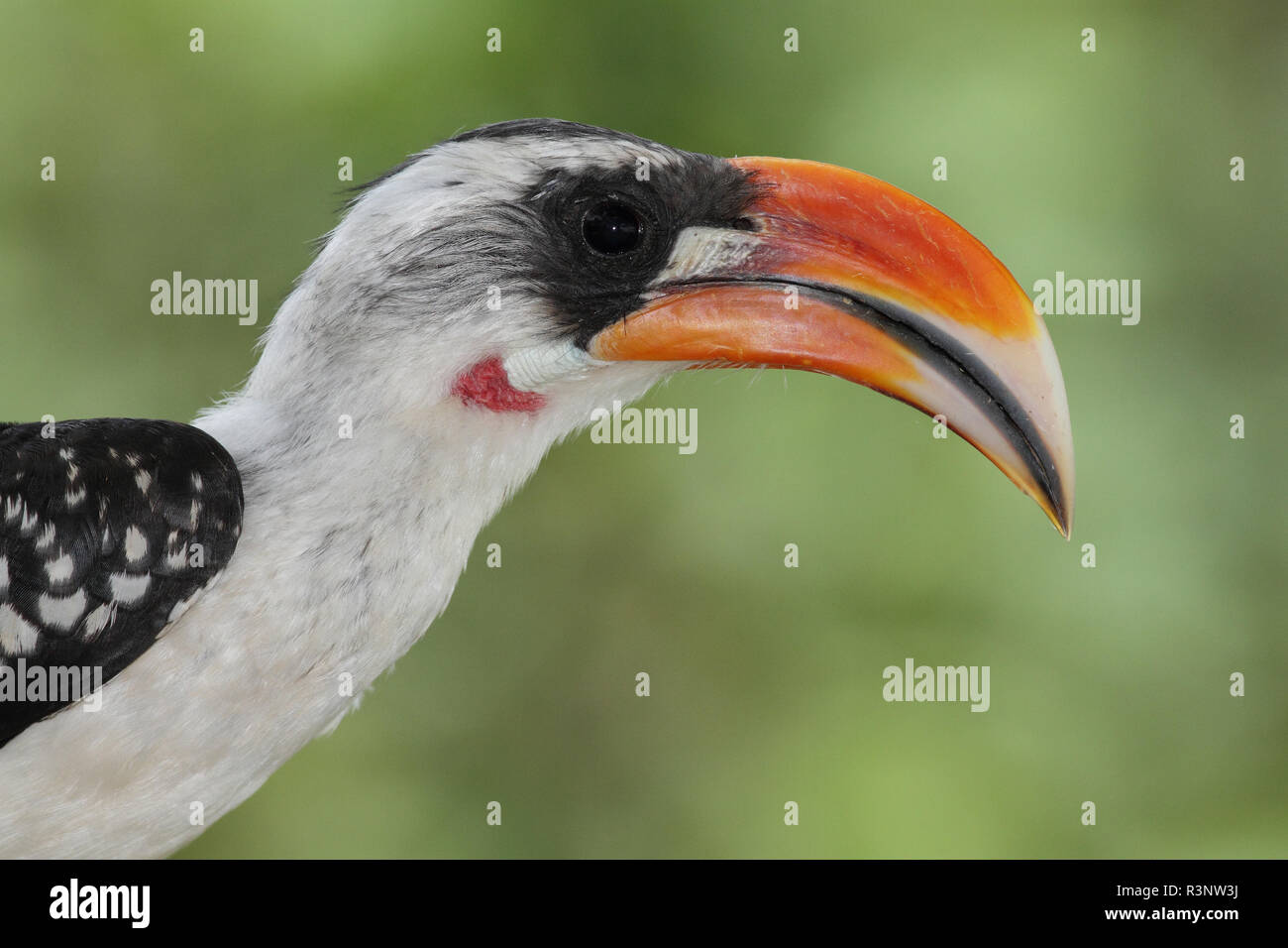 Tockus deckeni jacksoni hi-res stock photography and images - Alamy