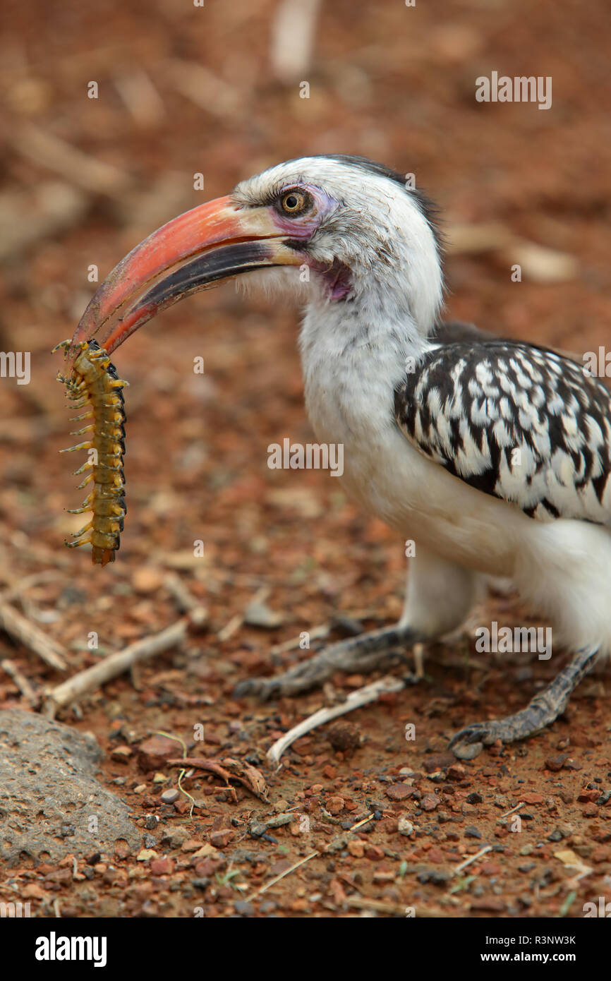 Tockus deckeni jacksoni hi-res stock photography and images - Alamy