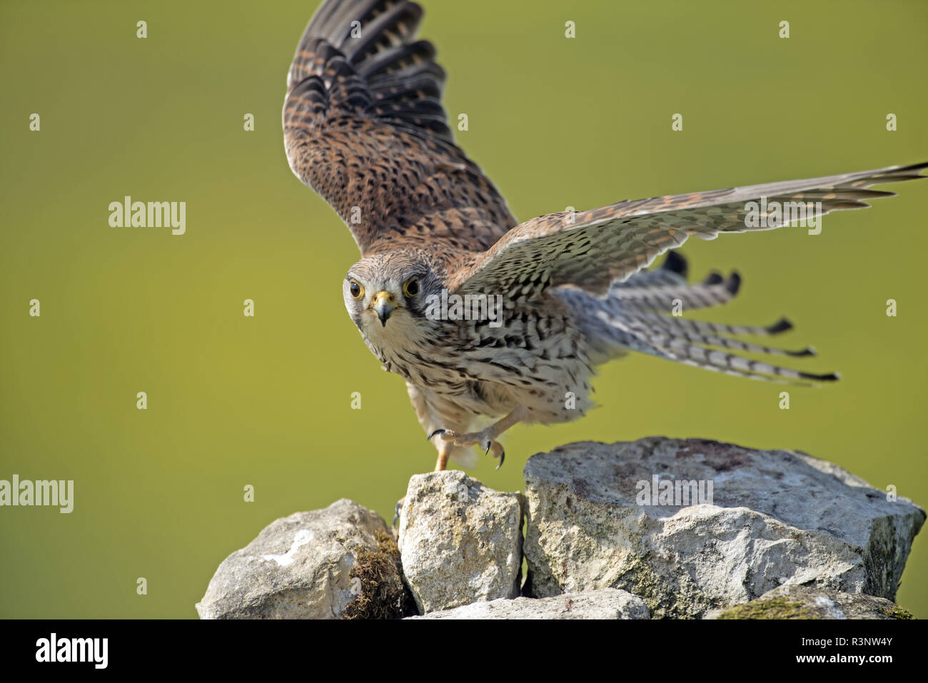 Kestrel (Falco tinnunculus), female, France Stock Photo - Alamy