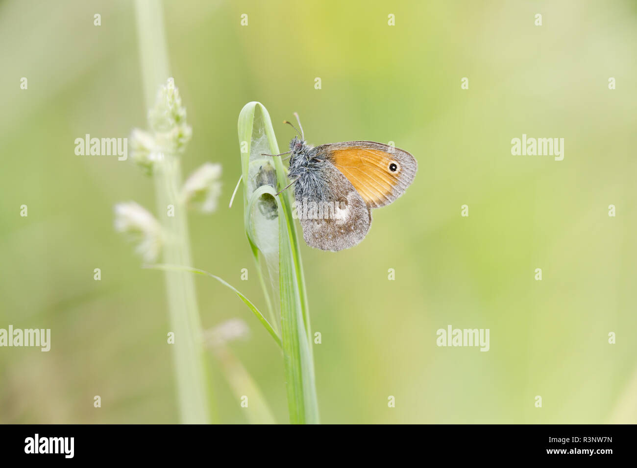 Small heath (Coenonympha pamphilus), Alsace, France Stock Photo - Alamy