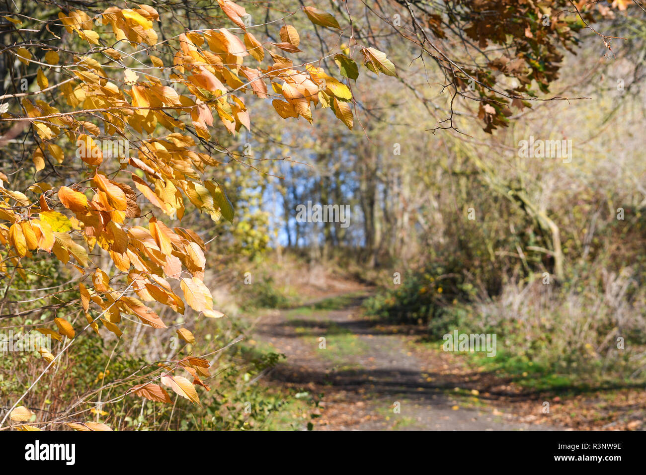 trees in autumn colour in leicestershire Stock Photo - Alamy