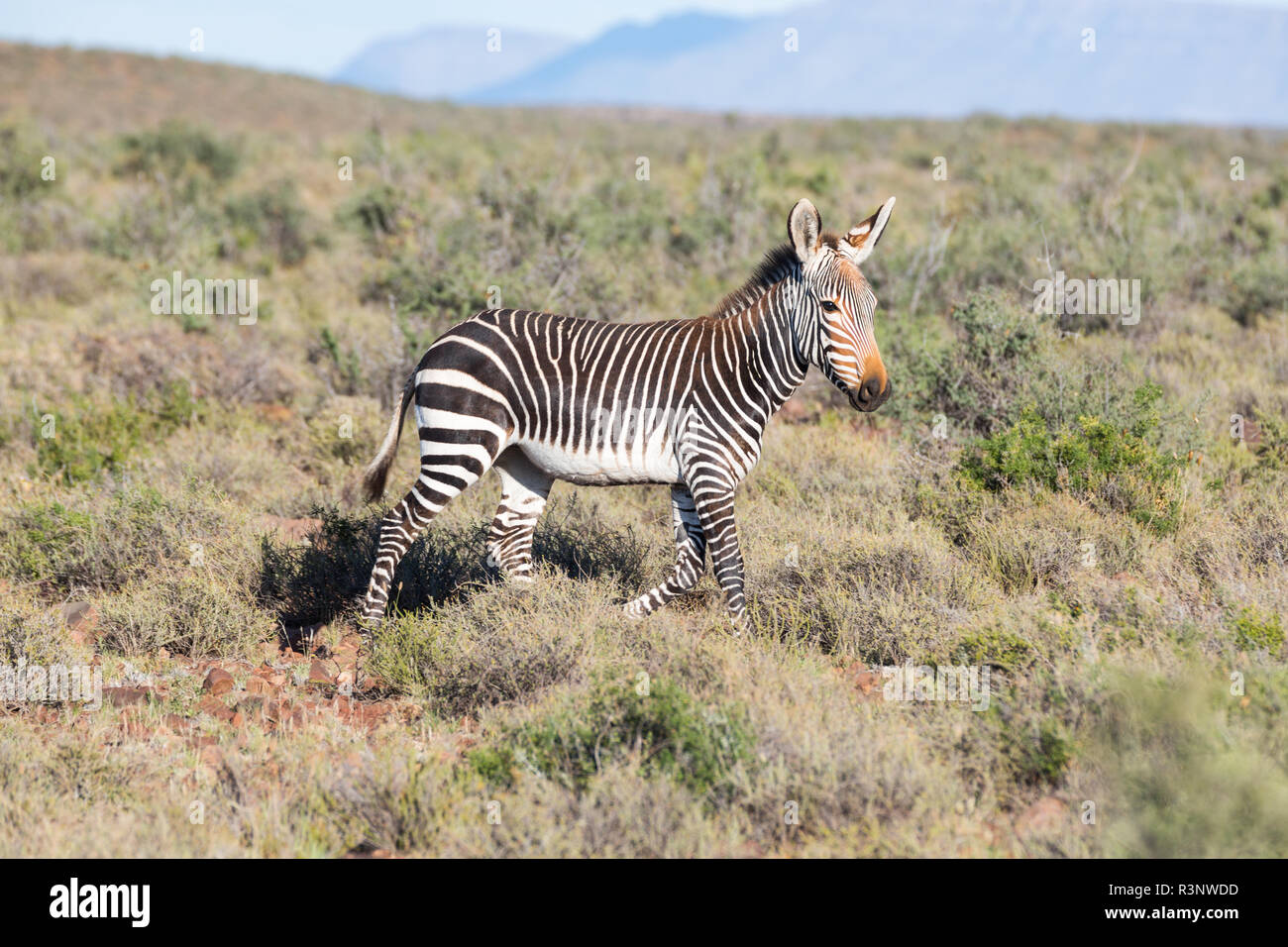 Mountain Zebra in Karoo NP Stock Photo - Alamy