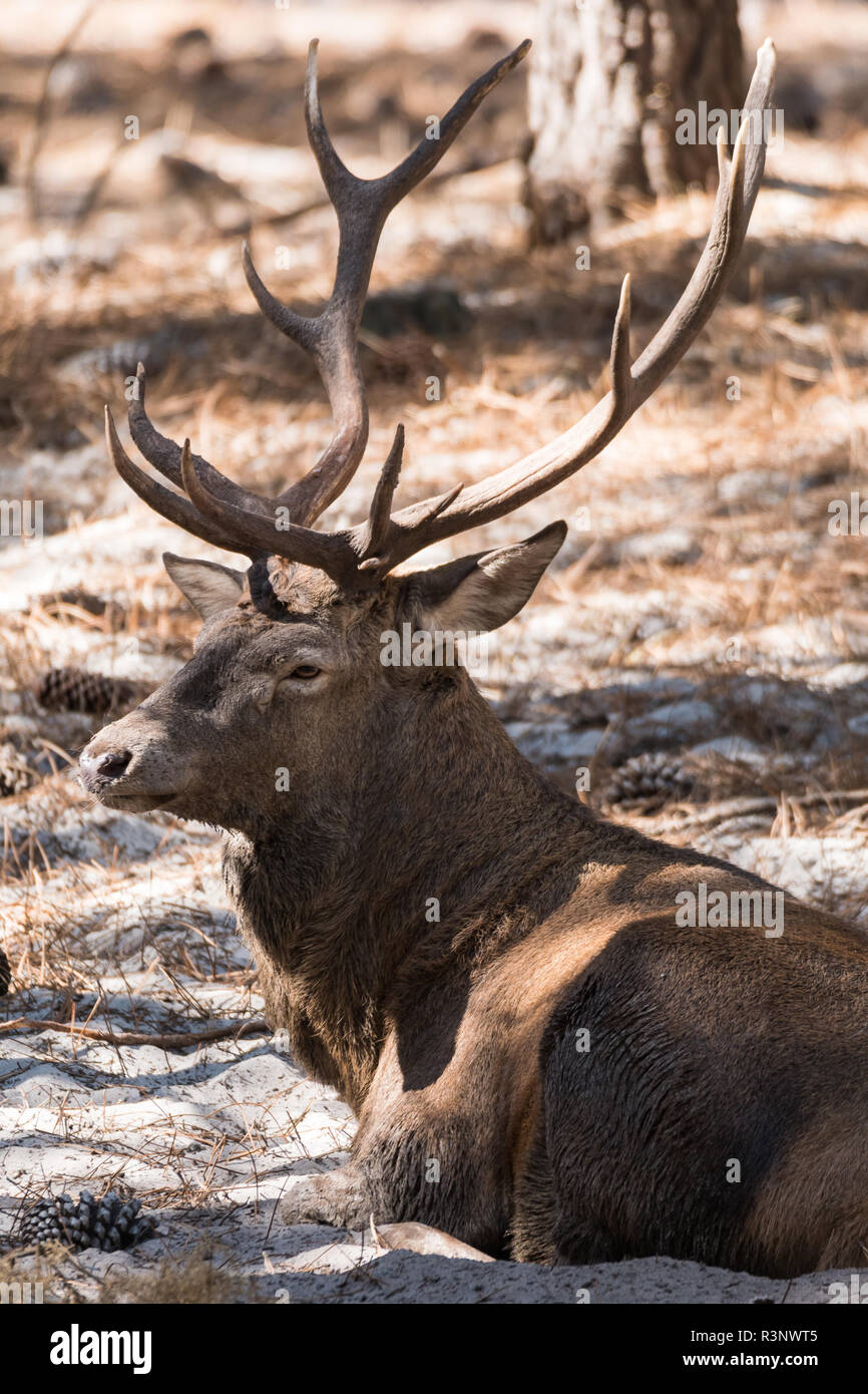 Bull Elk on its natural habitat Stock Photo - Alamy
