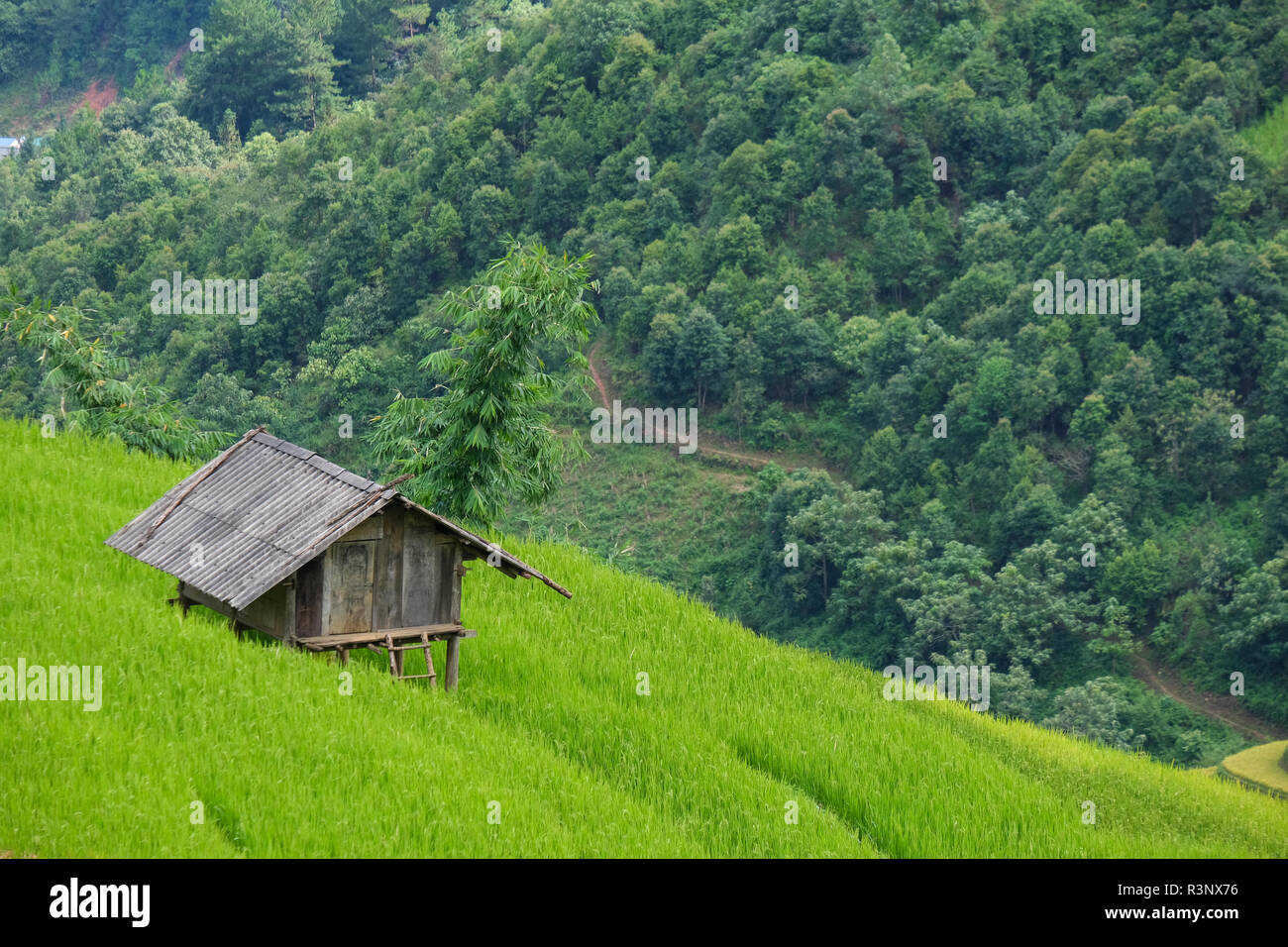 Vietnam landscapes with terraces rice field. Rice fields on terraced of ...