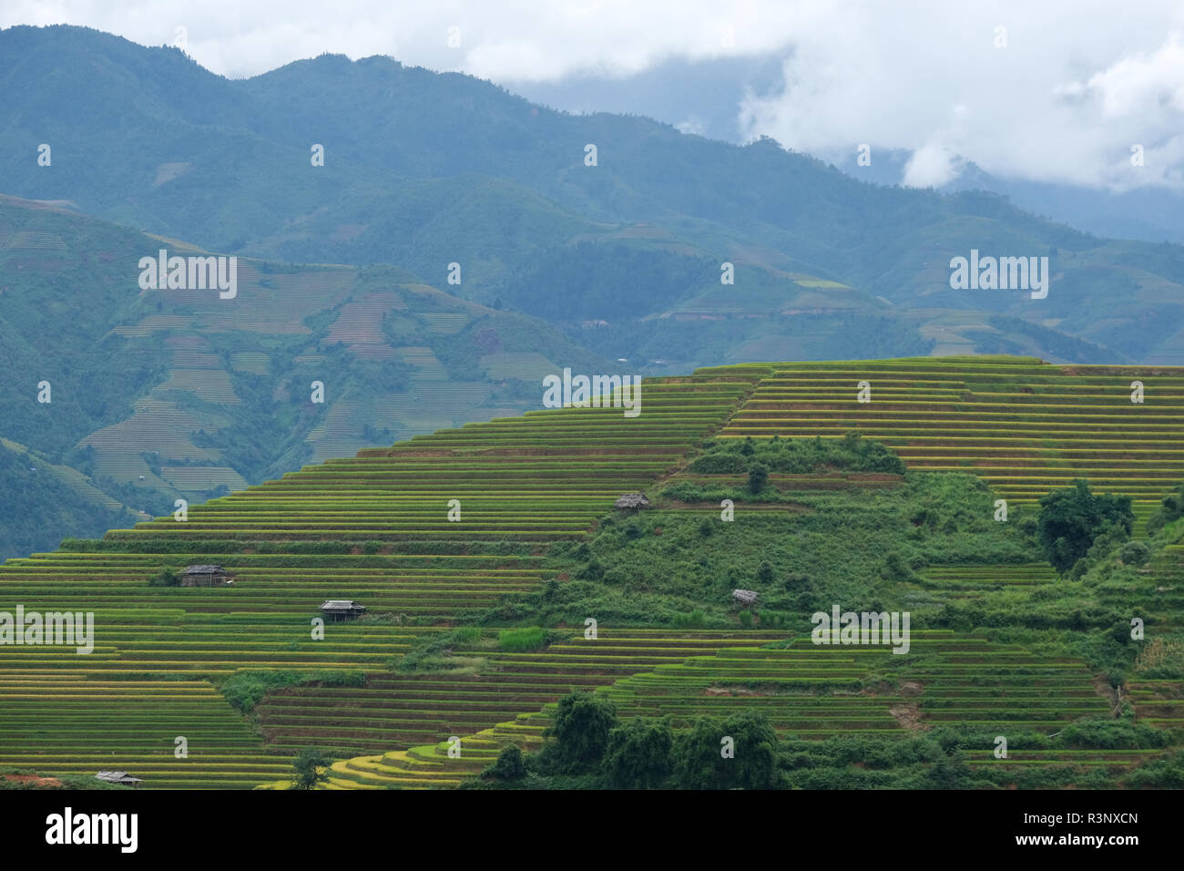 Aerial view of Vietnam landscapes. Yellow rice field in village at Ha ...