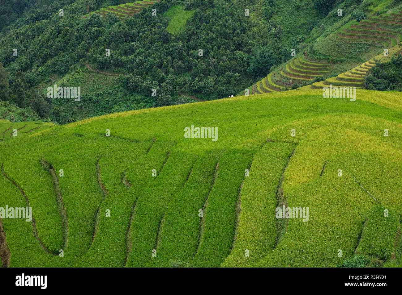 Aerial view of Vietnam landscapes. Rice fields on terraced of Mu Cang ...