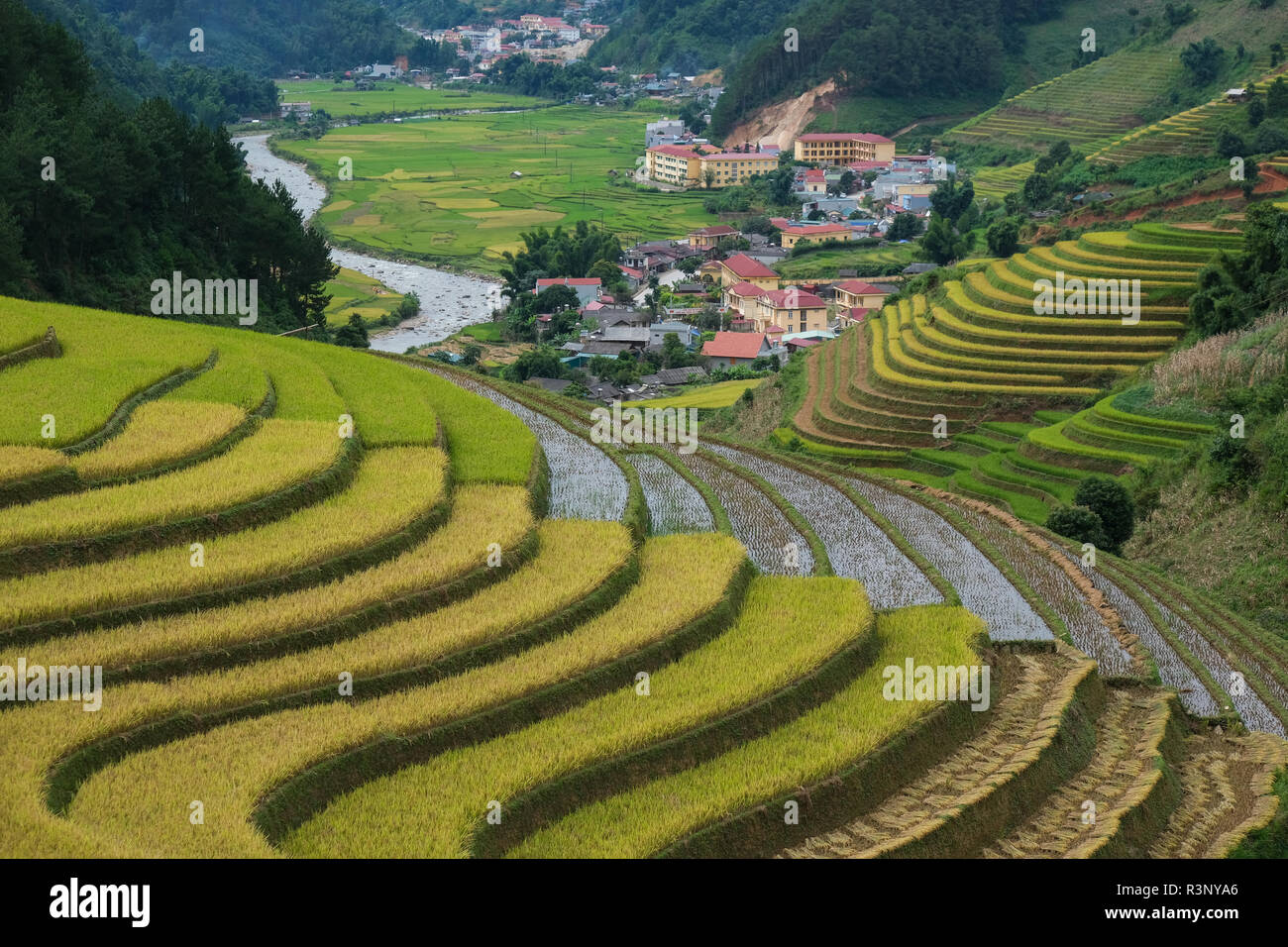 Aerial view of Vietnam landscapes. Yellow rice field in village at Ha ...