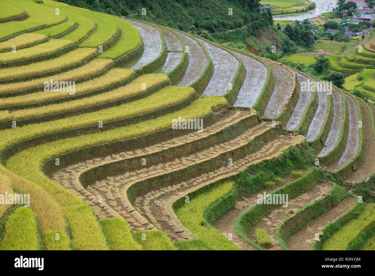 Aerial view of Vietnam landscapes. Yellow rice field in village at Ha ...