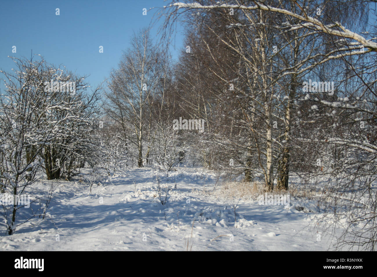 Winter wonderland, landscape covered in snow in Berlin-Marienfelde ...